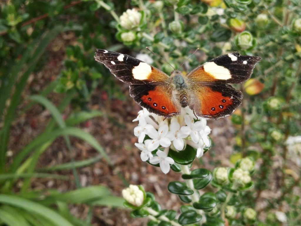 The story of the Jen’s Original Skin Magik – a moisturiser your skin ...