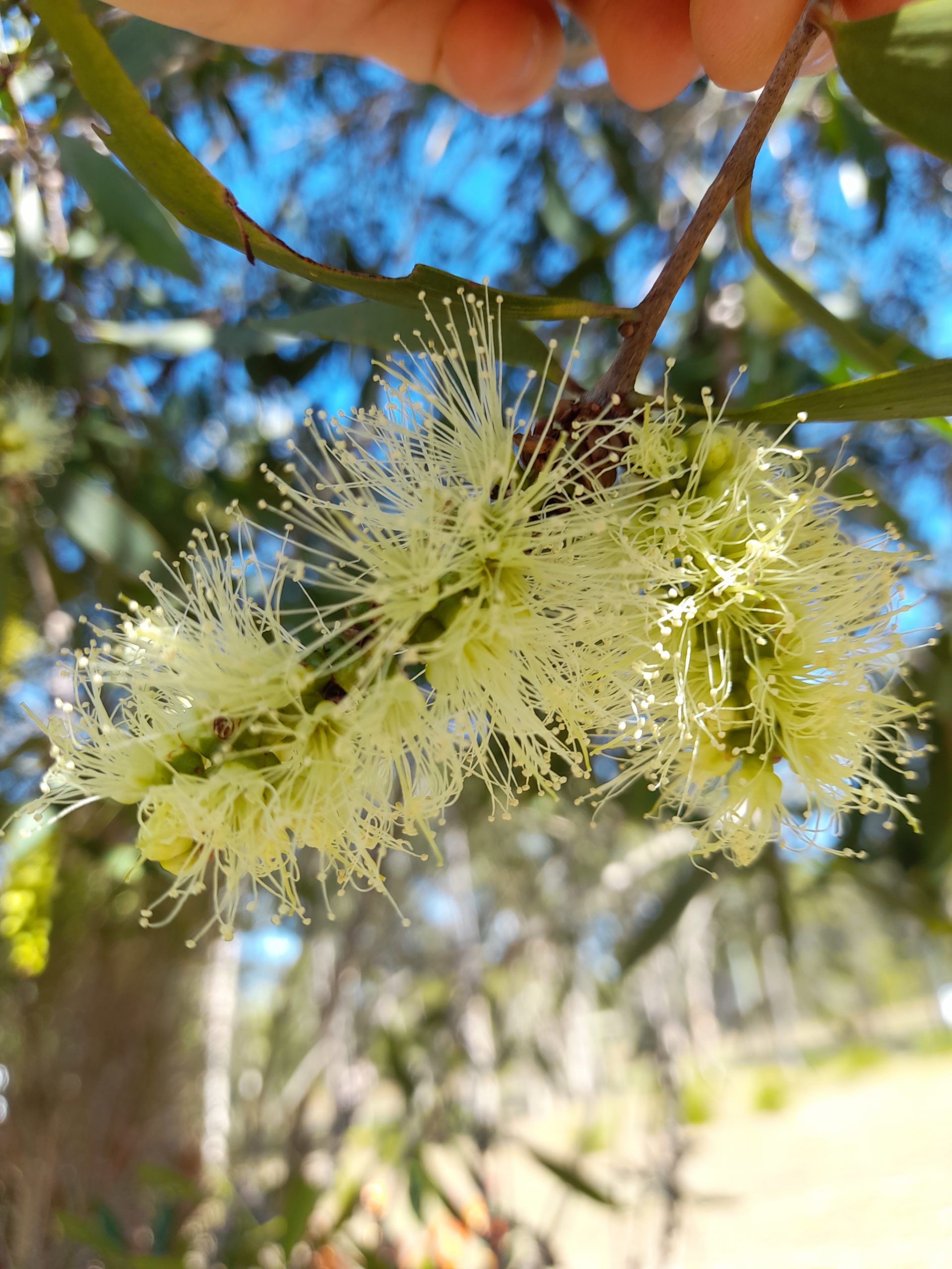 From tree to tea – meet my new friend Mel – Integrity Health